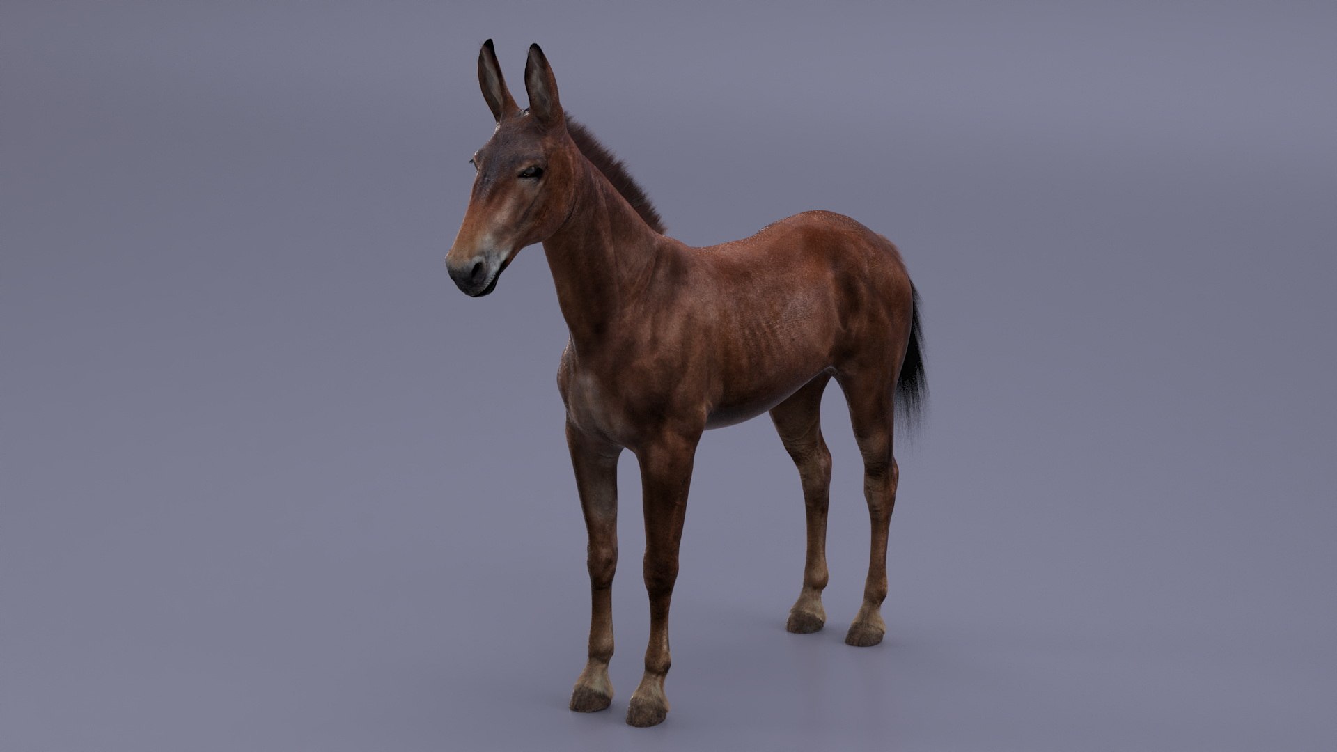 3D Bay Mule Fur Model - TurboSquid 2280772