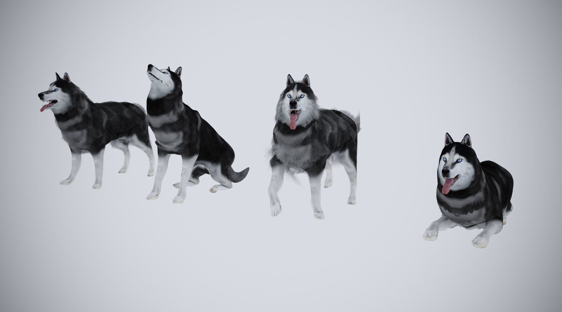 Siberian Husky 3D - TurboSquid 1304829