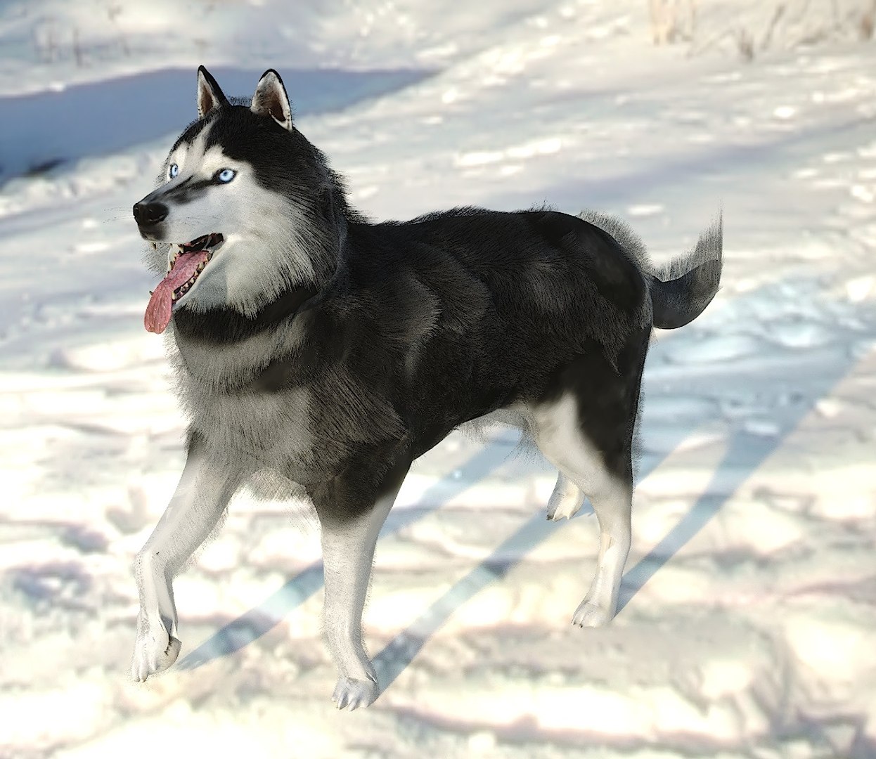 Siberian Husky 3D - TurboSquid 1304829