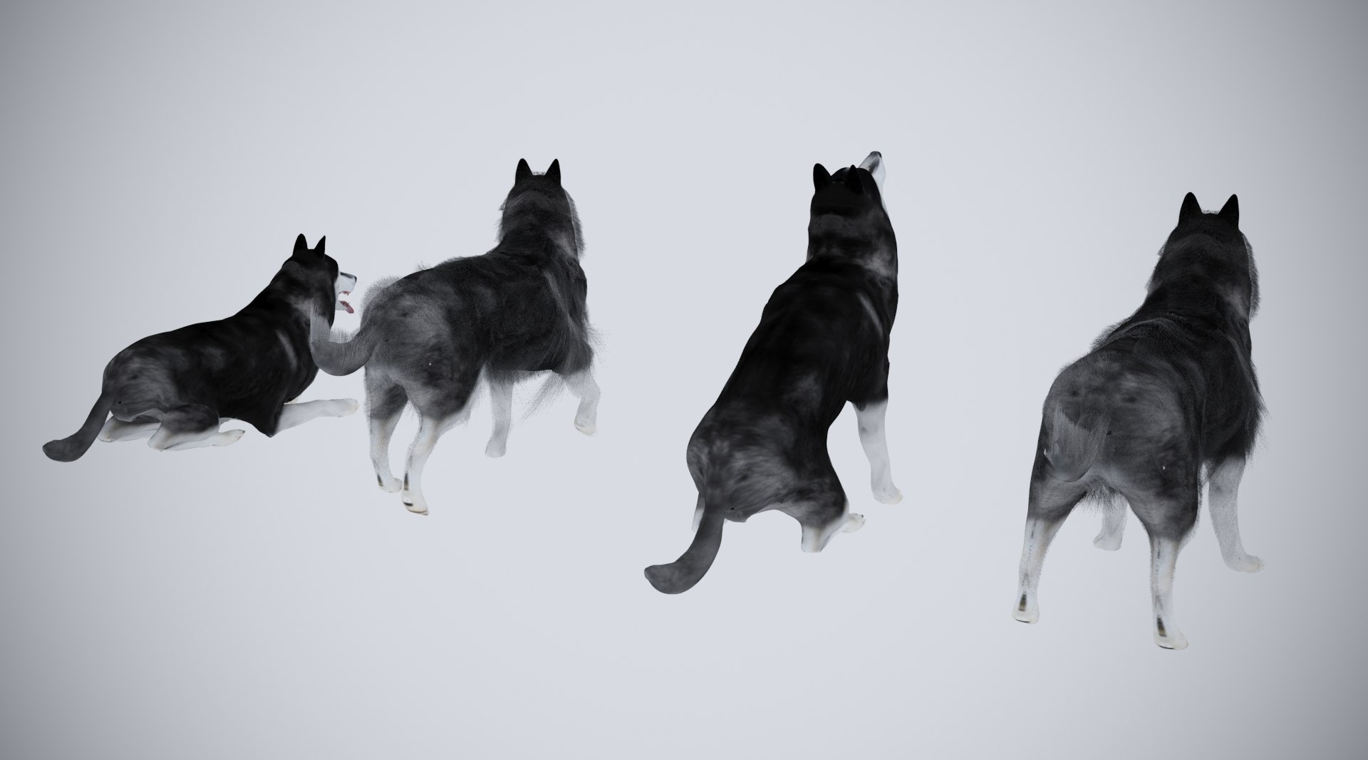 Siberian Husky 3D - TurboSquid 1304829