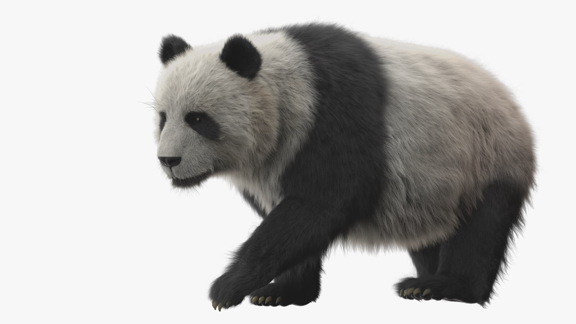 Panda rigged 3D model - TurboSquid 1537949