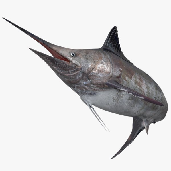 3D Marlin Rigged L1585 model - TurboSquid 1825226
