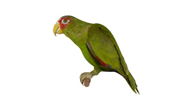 modelo 3d Parrot - TurboSquid 1955485