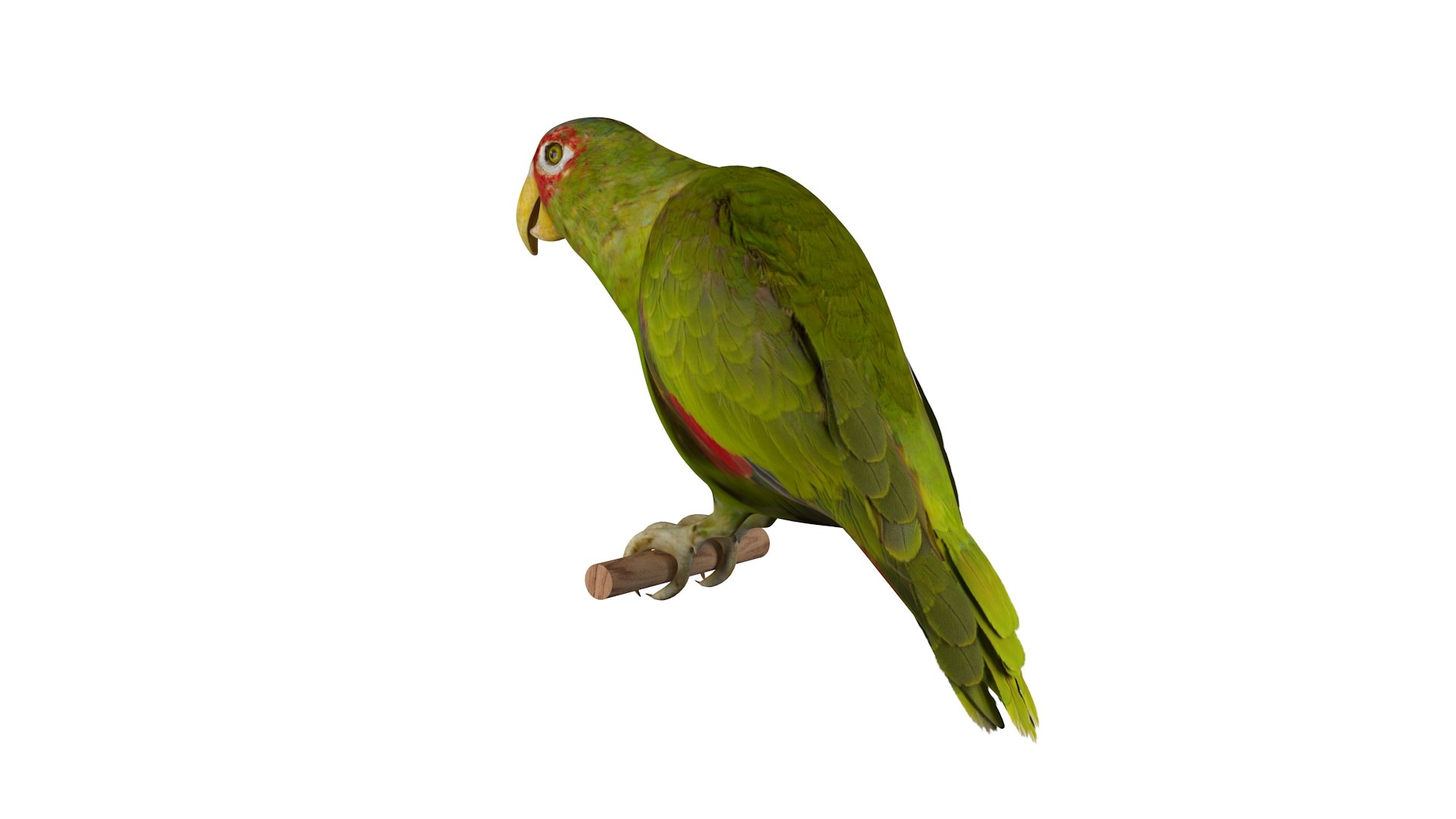 3D Parrot Model - TurboSquid 1955485