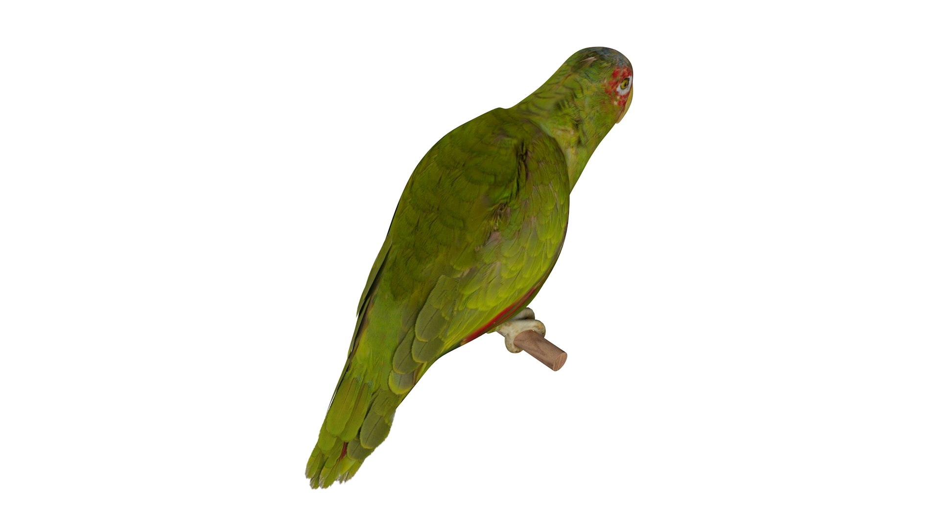 3D Parrot Model - TurboSquid 1955485