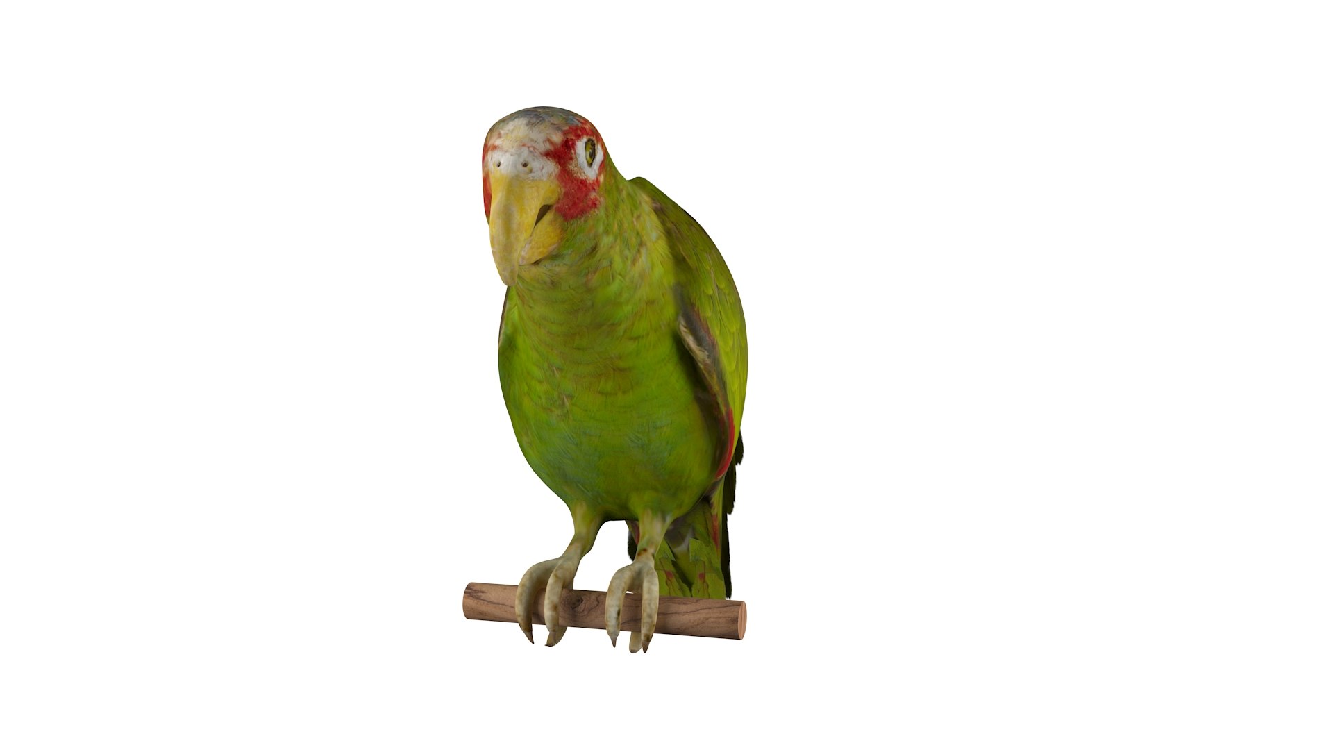 3D Parrot Model - TurboSquid 1955485
