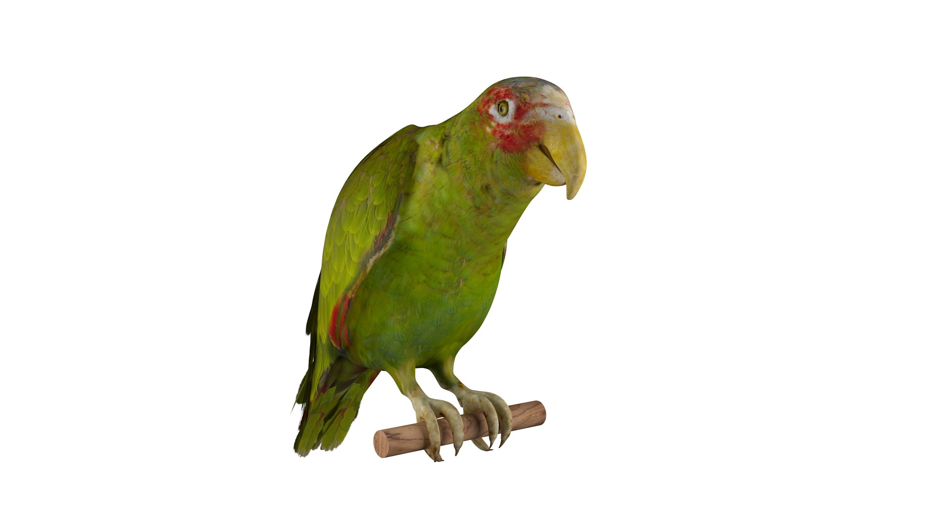 3D Parrot Model - TurboSquid 1955485