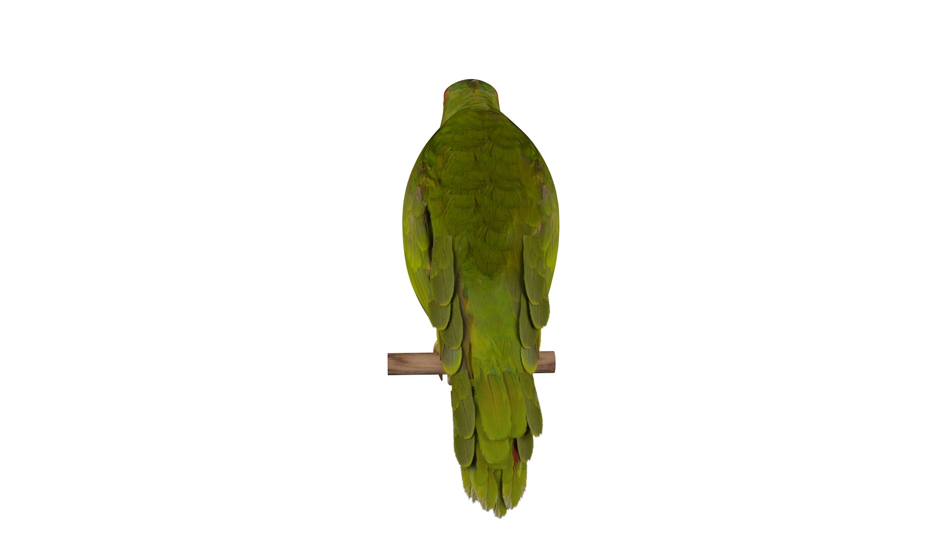 3D Parrot Model - TurboSquid 1955485