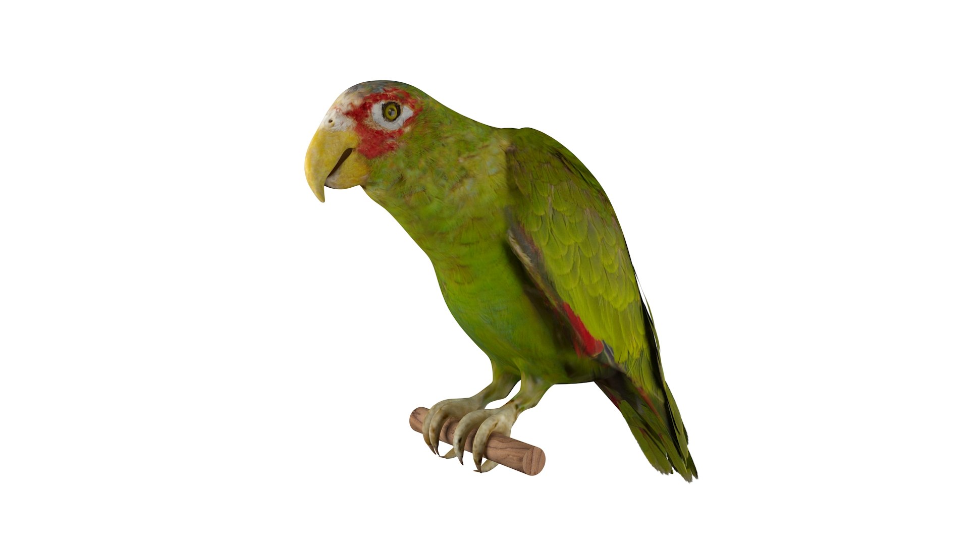 3D Parrot Model - TurboSquid 1955485