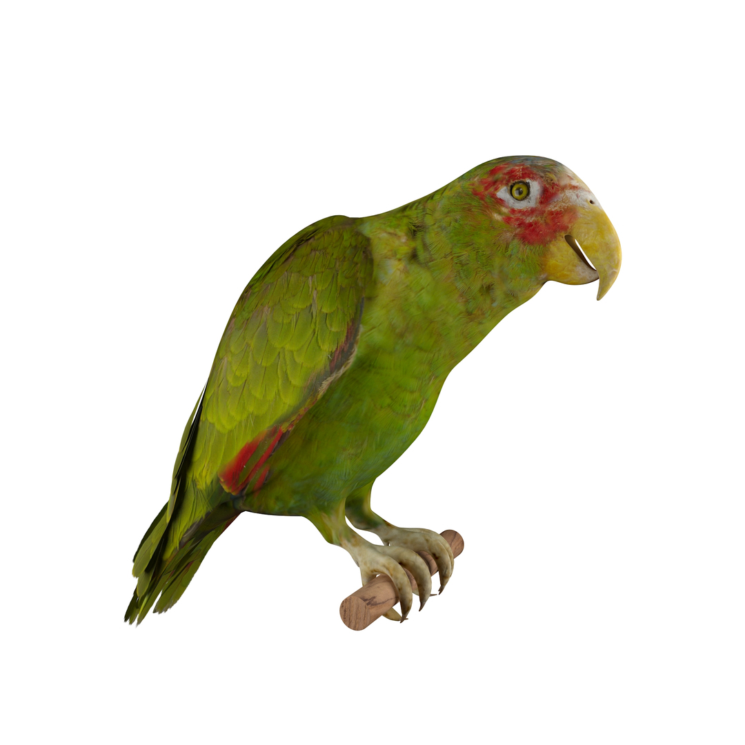 3D Parrot model - TurboSquid 1955485