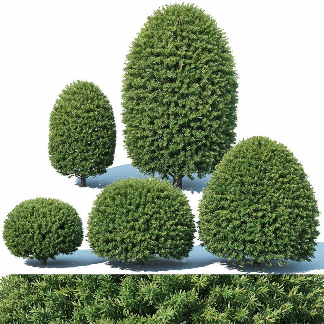 Mega 32 Taxus 3D Model - TurboSquid 1376107
