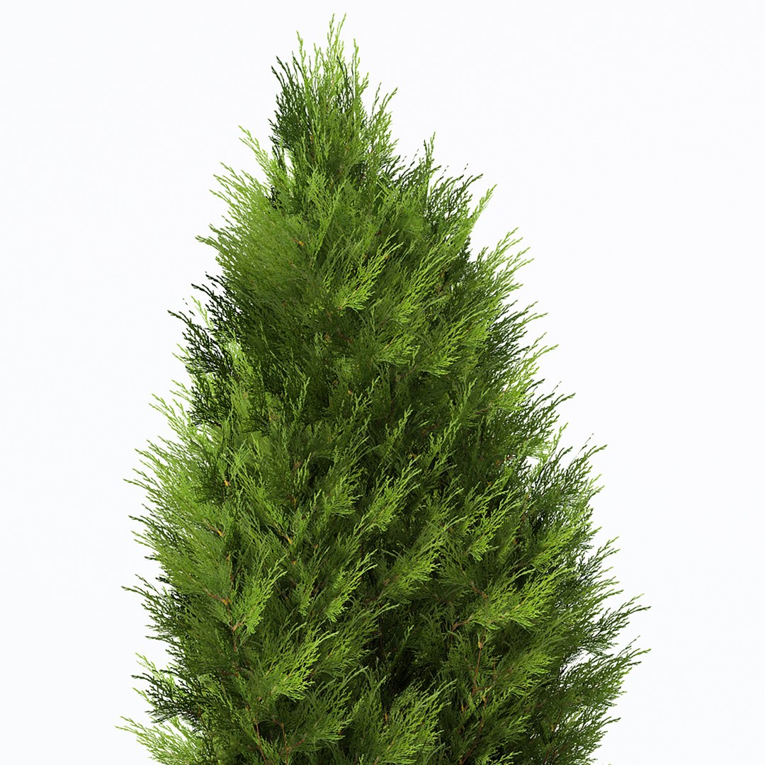 Europe 3 Trees Plant 3d Max