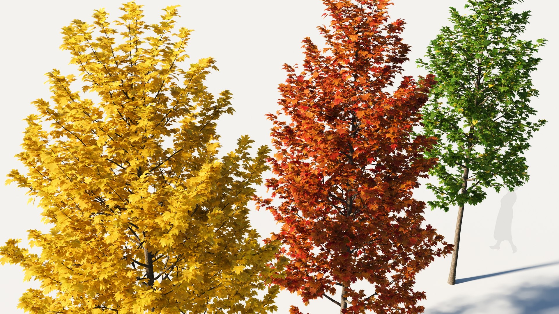 3D Acer X Freemanii-2 - TurboSquid 2071602