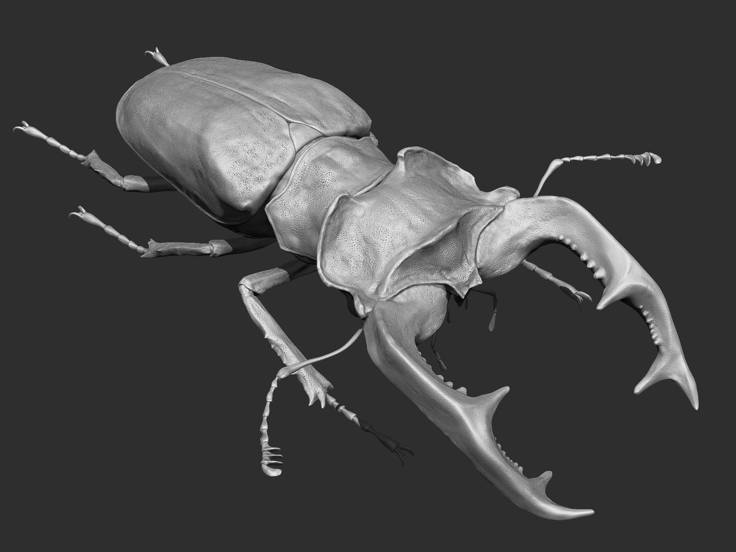 3d Stag Beetle Model