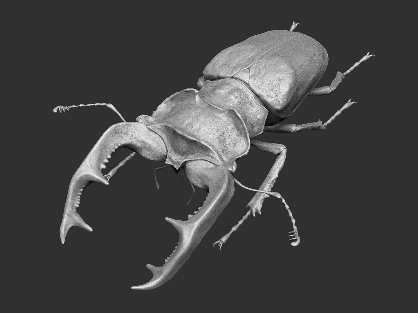 3d Stag Beetle Model