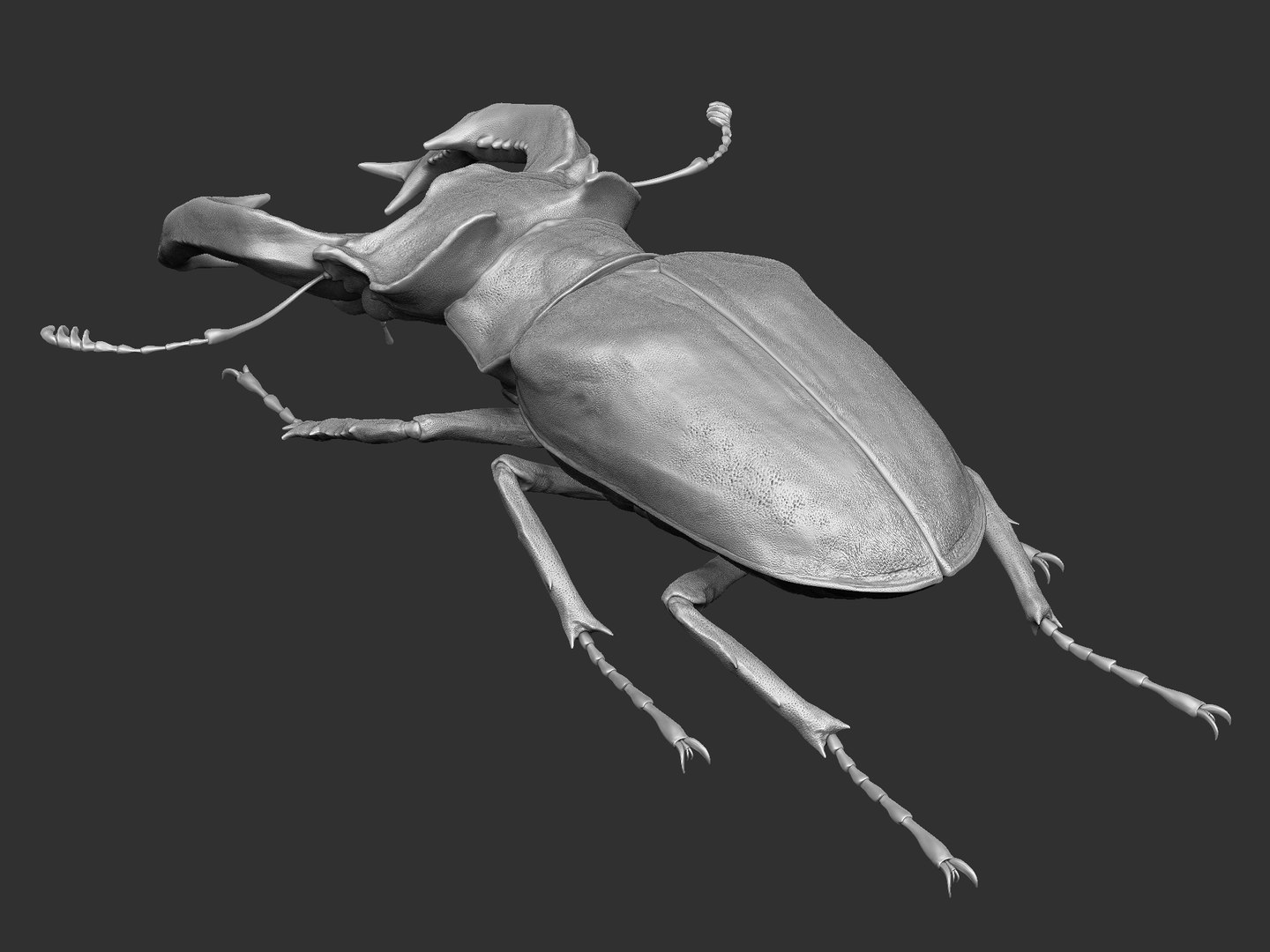 3d Stag Beetle Model