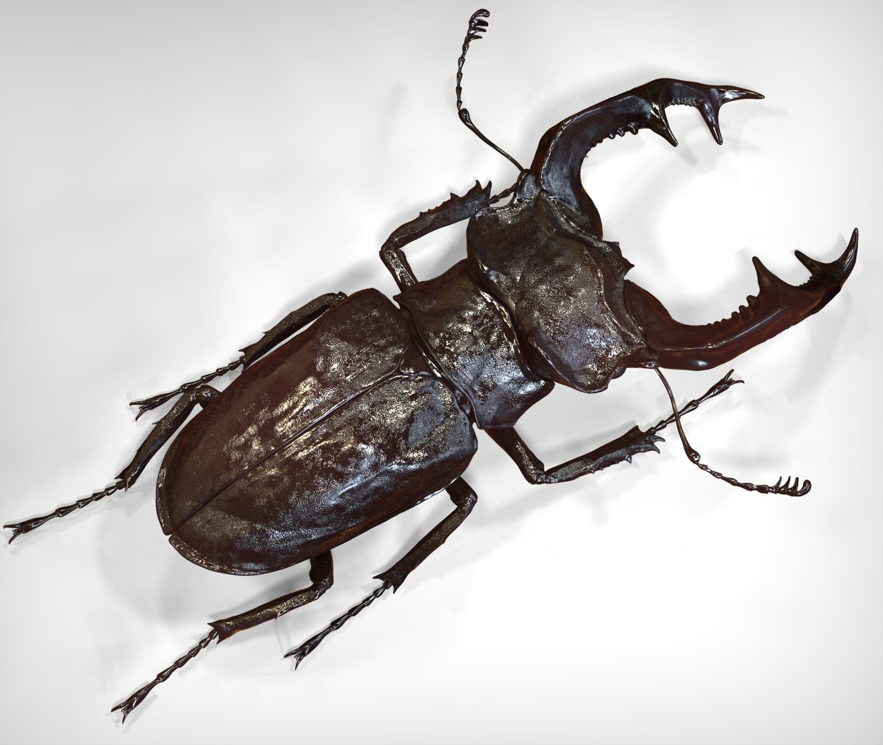 3d Stag Beetle Model