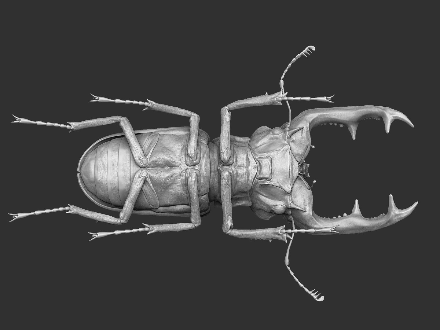 3d Stag Beetle Model