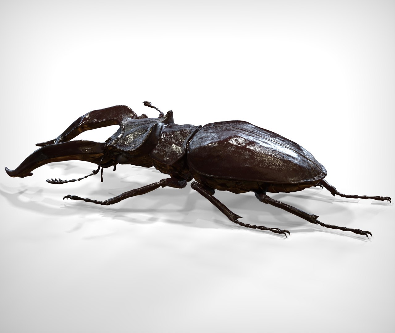 3d Stag Beetle Model