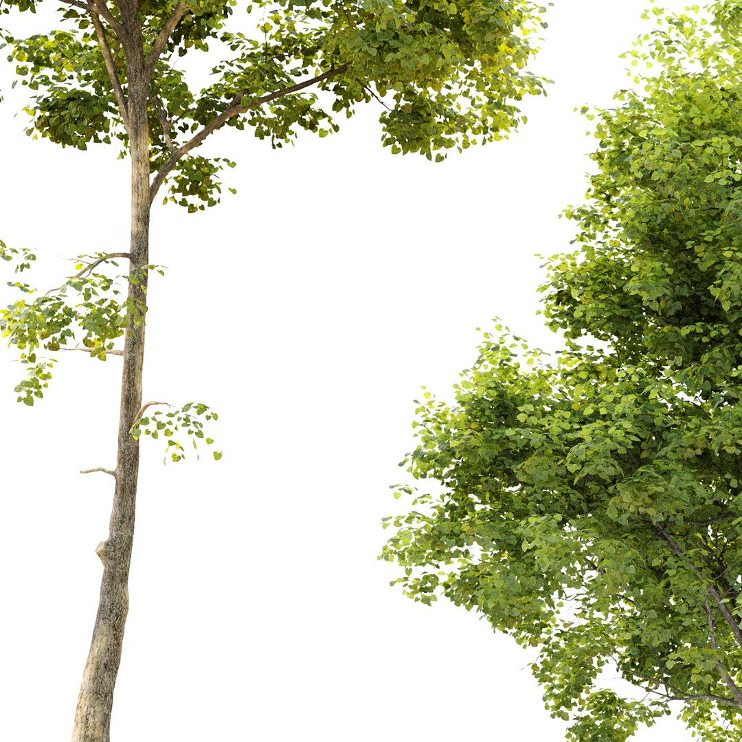 3D Linden Tree - TurboSquid 1956373