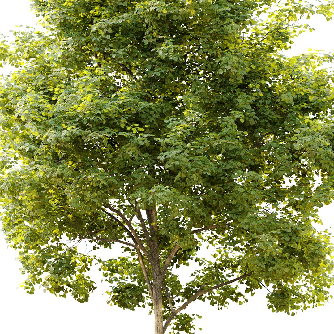 3D Linden Tree - TurboSquid 1956373