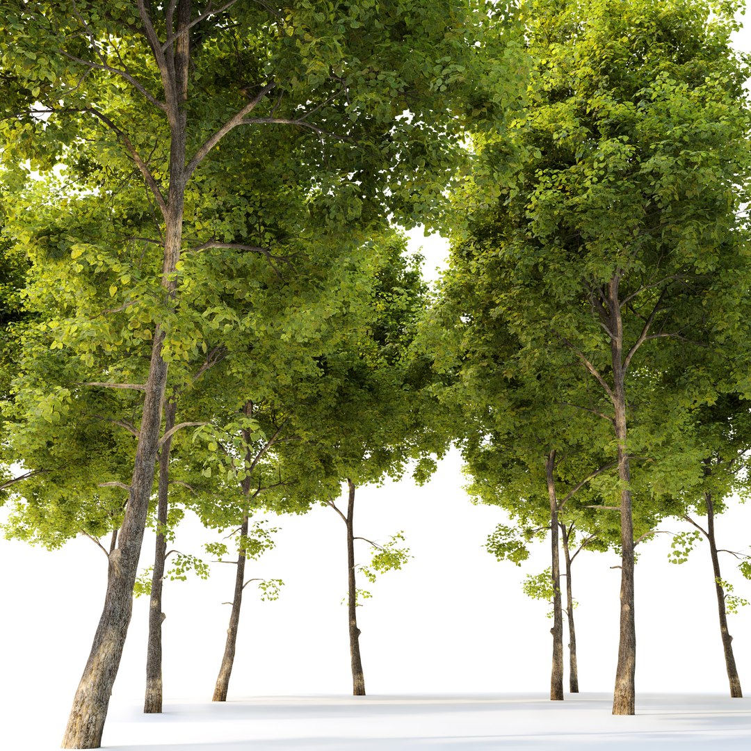 3D Linden Tree - TurboSquid 1956373