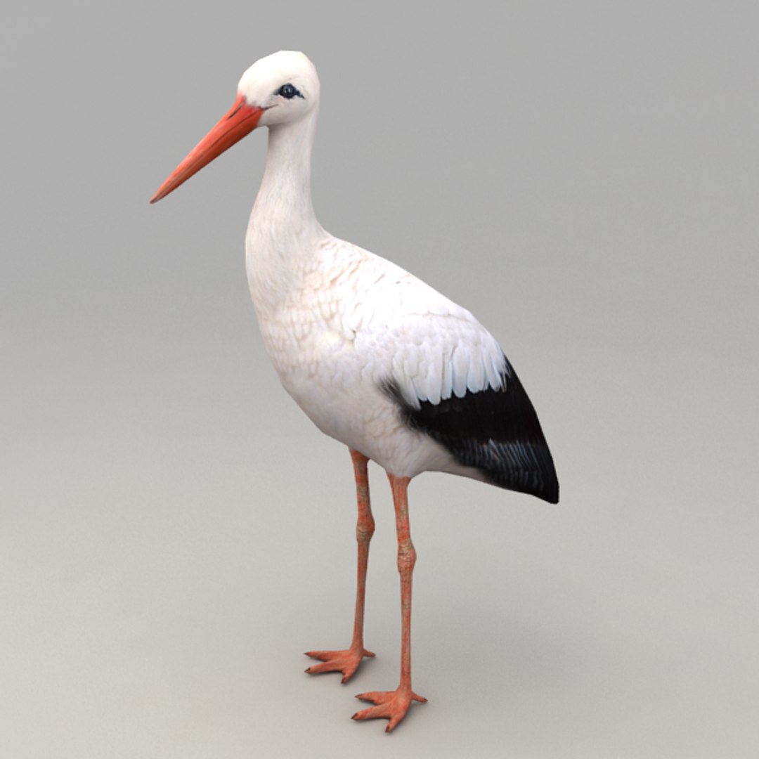 Standing Stork Rigged 3d Max