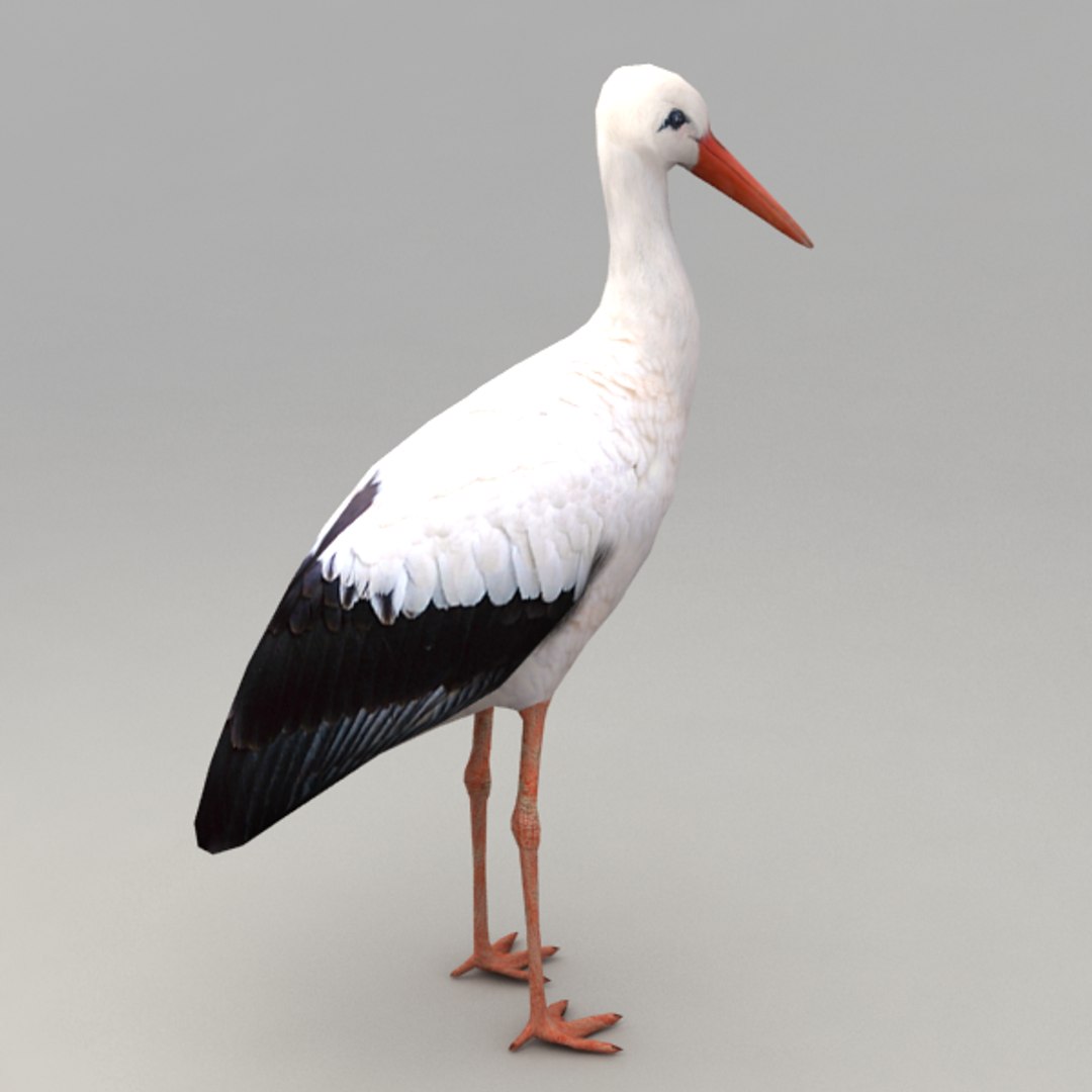 Standing Stork Rigged 3d Max