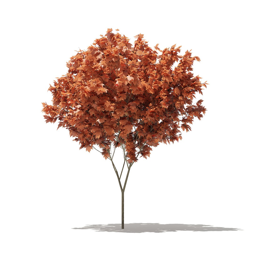 Red maple tree acer 3D model - TurboSquid 1176705
