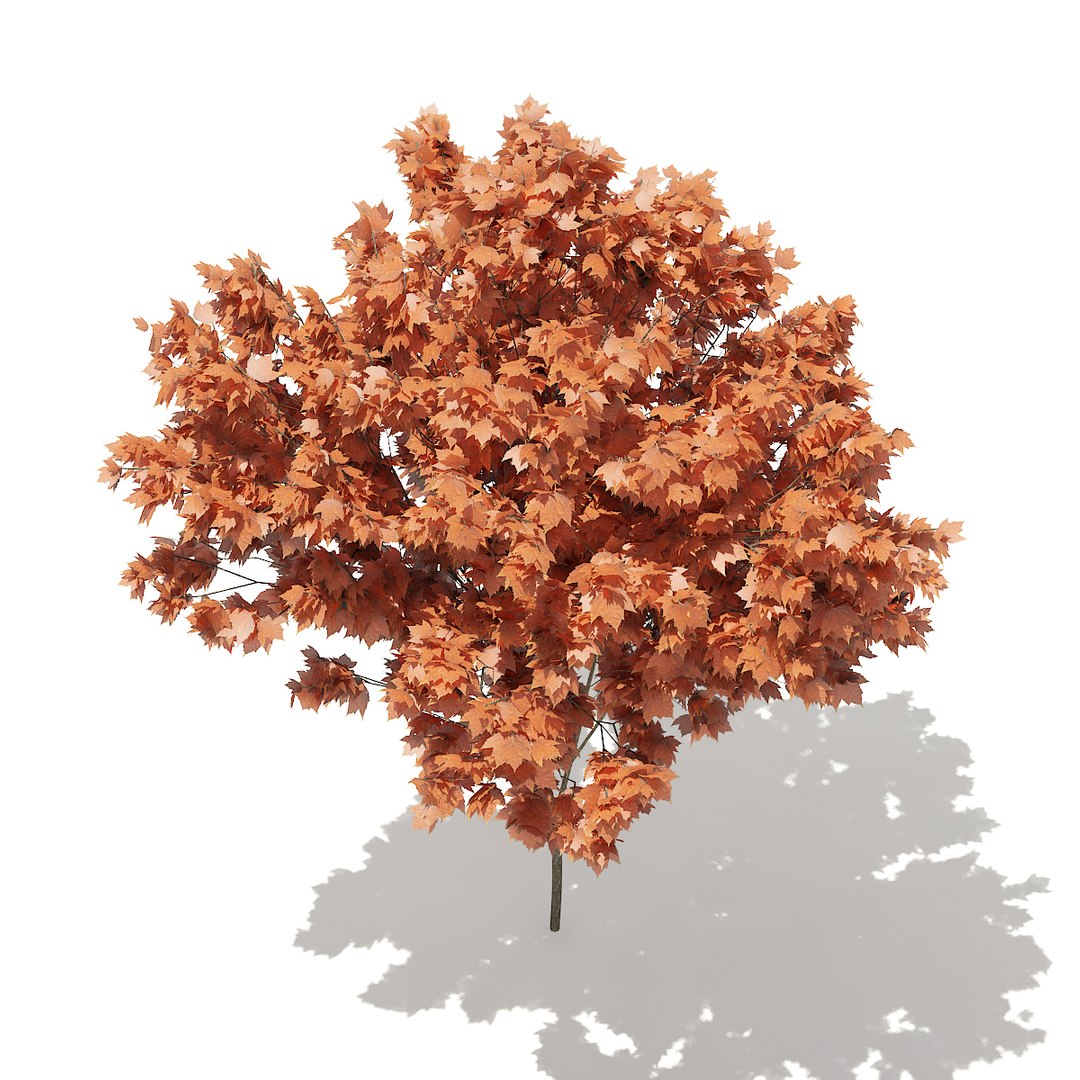 Red maple tree acer 3D model - TurboSquid 1176705