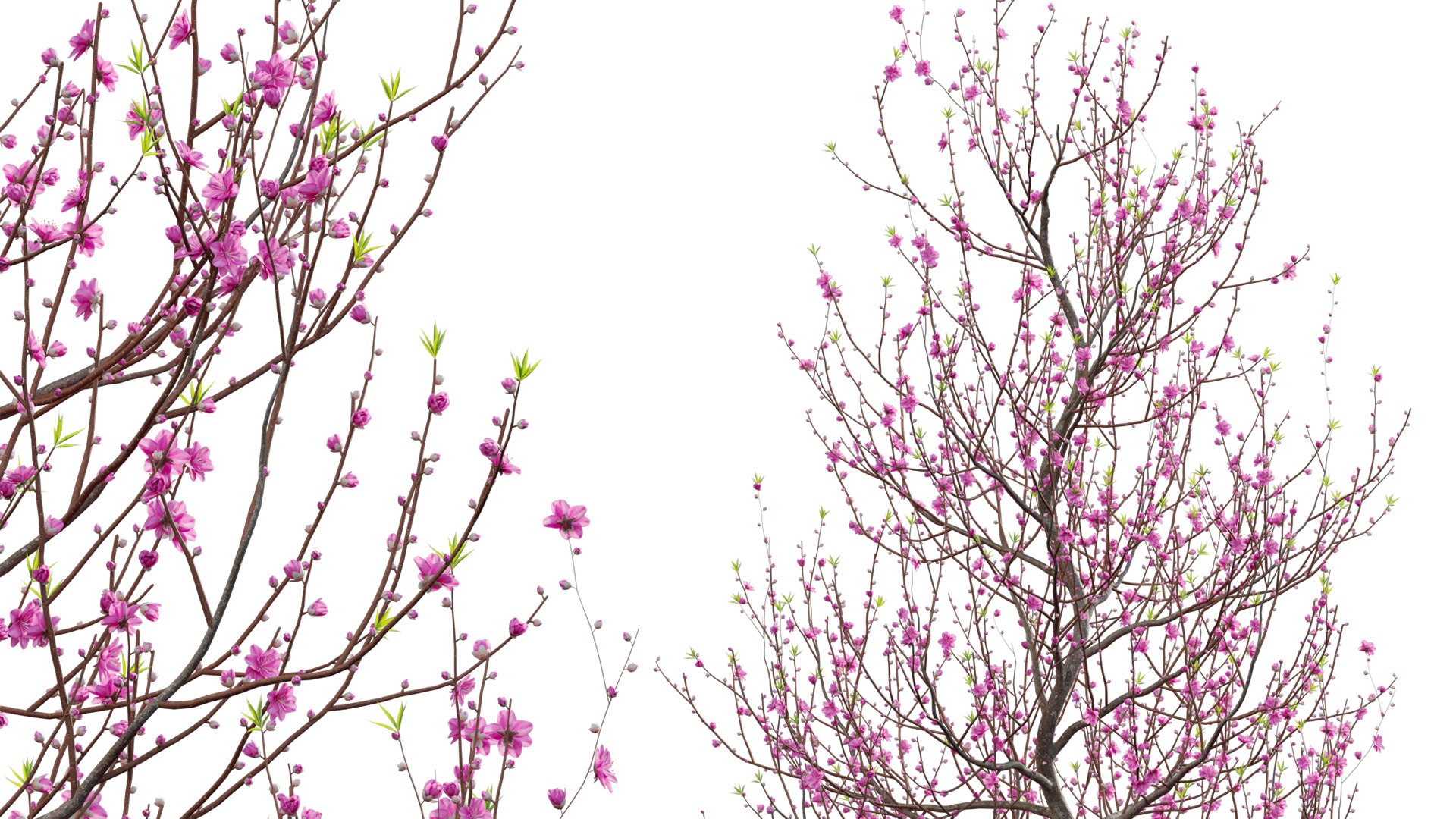 Prunus Persica - Peach - Nectarine Trees - 05 3D Model - TurboSquid 2005975