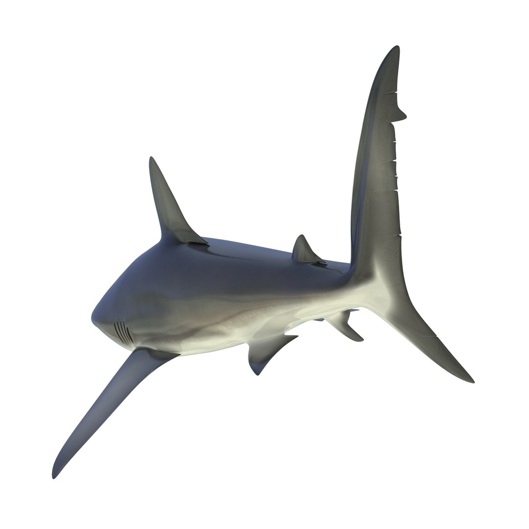 max dusky shark rigged