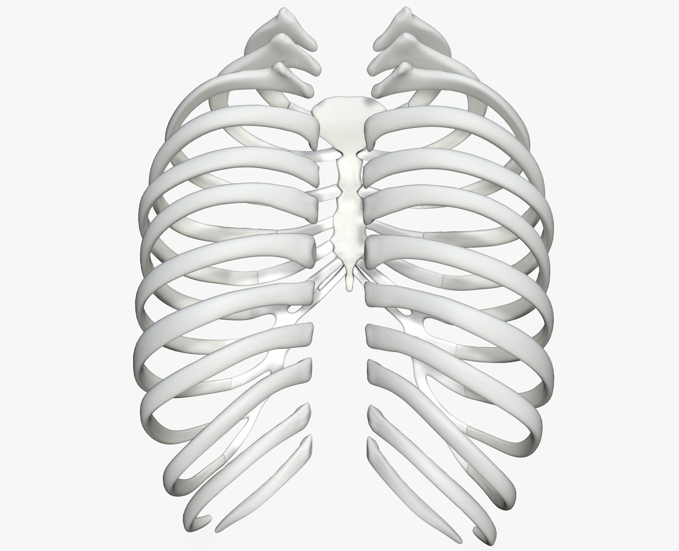 3D Rib Cage Modeled Model - TurboSquid 1374246