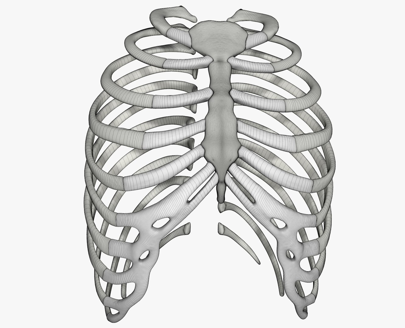 3D Rib Cage Modeled Model - TurboSquid 1374246