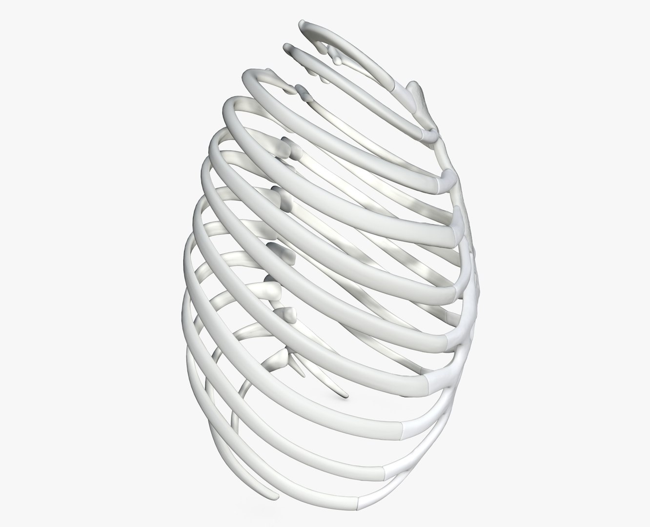 3D Rib Cage Modeled Model - TurboSquid 1374246