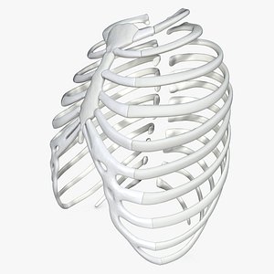 Download 3D Rib Cage STL Models - TurboSquid