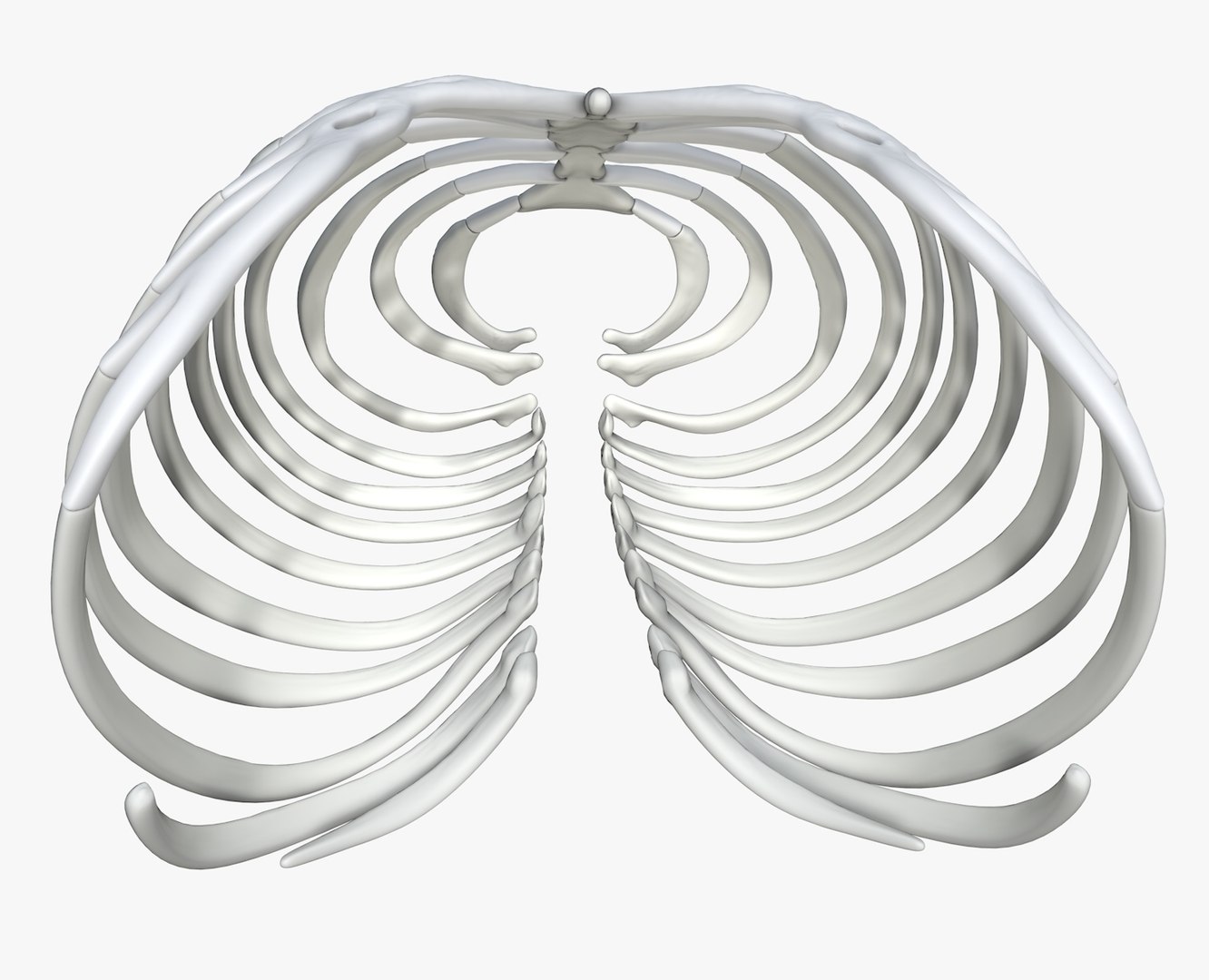 3D Rib Cage Modeled Model - TurboSquid 1374246