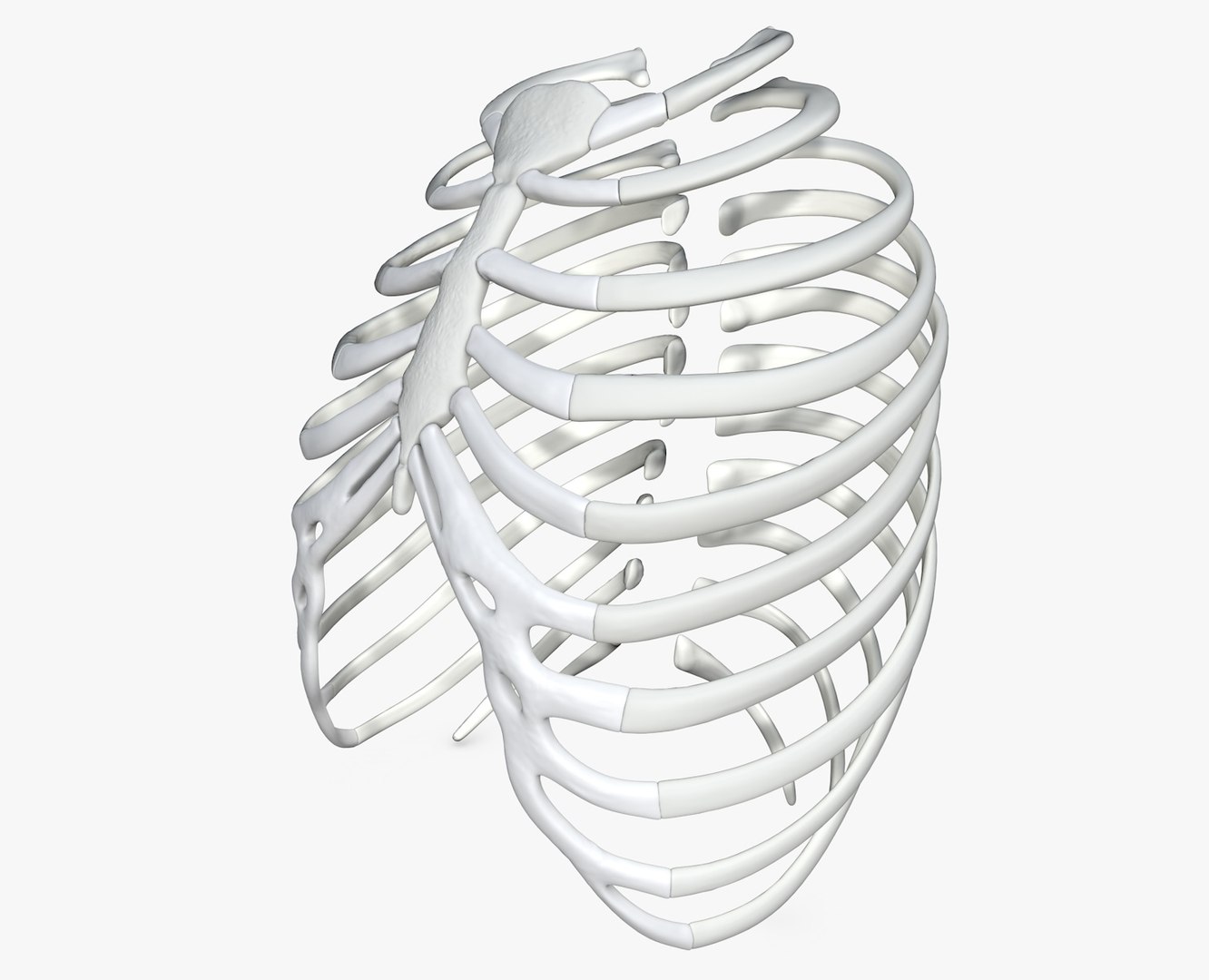 3D Rib Cage Modeled Model - TurboSquid 1374246