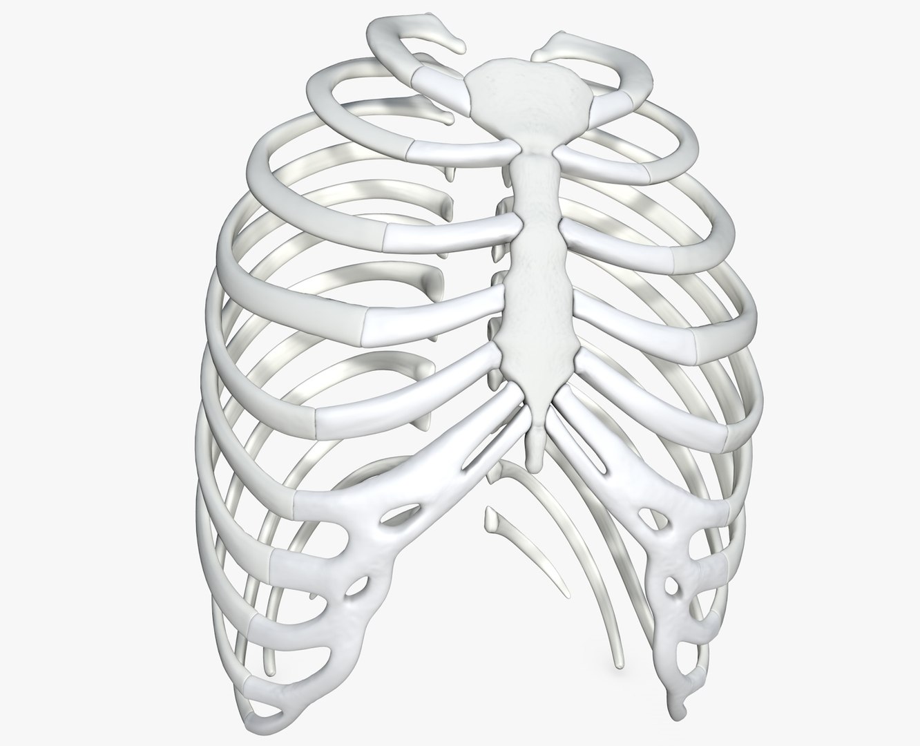 3D Rib Cage Modeled Model - TurboSquid 1374246