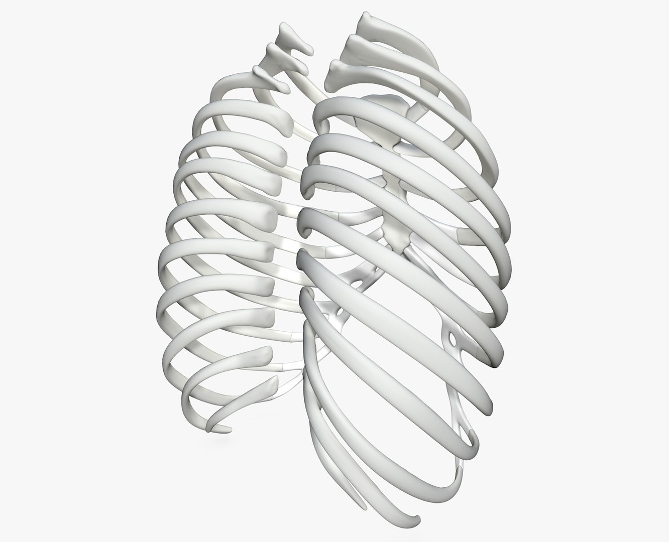 3D Rib Cage Modeled Model - TurboSquid 1374246