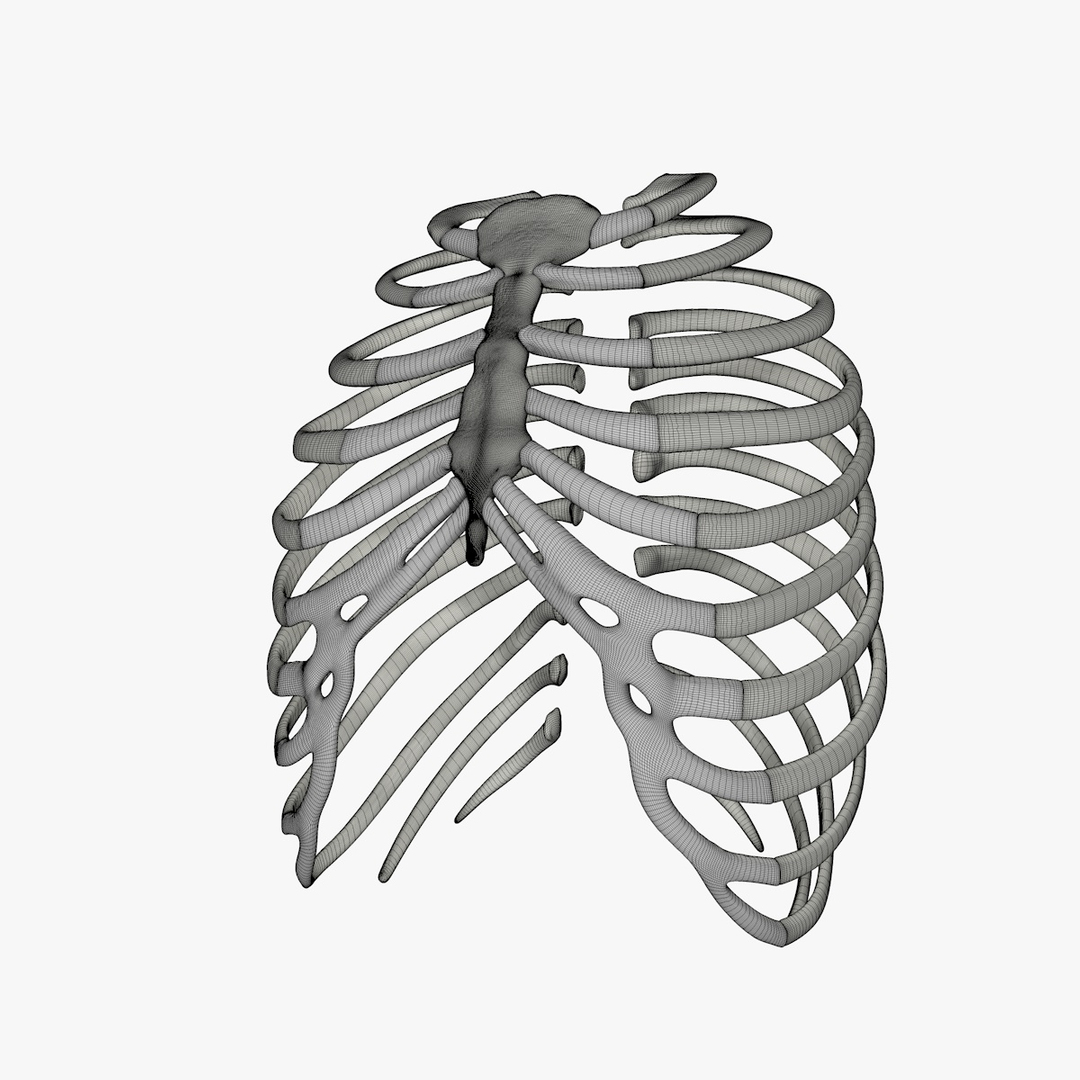 3D Rib Cage Modeled Model - TurboSquid 1374246