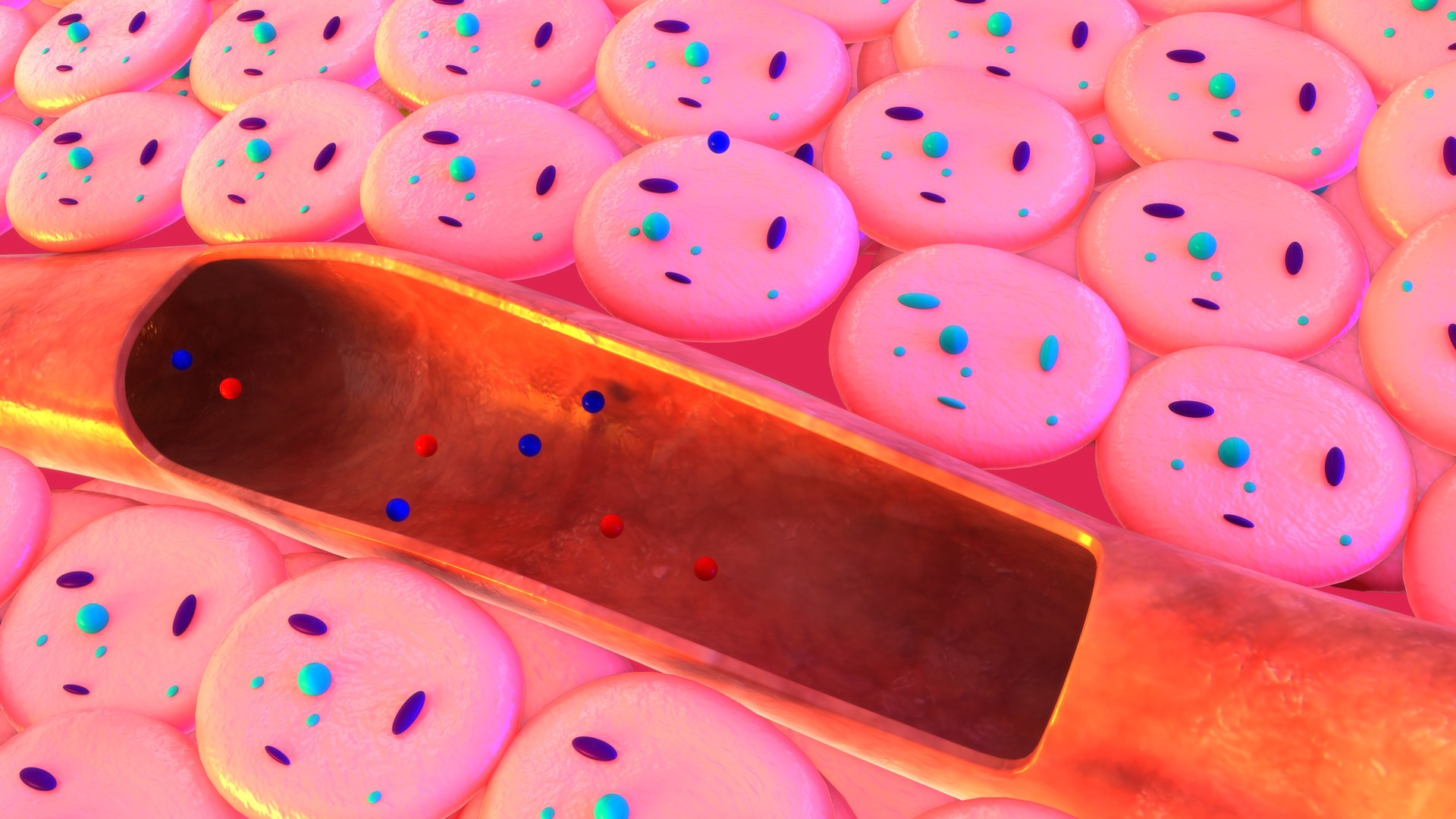 3D Gas Exchange Between The Blood And The Tissues - TurboSquid 2192289