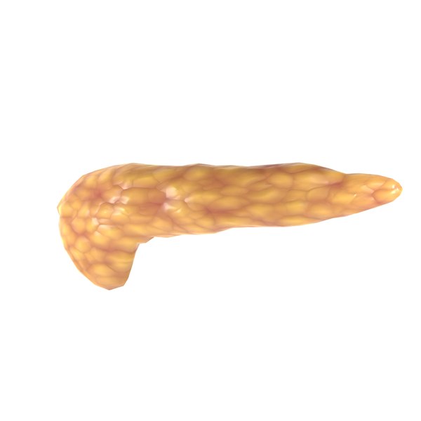 3D Pancreas Models | TurboSquid