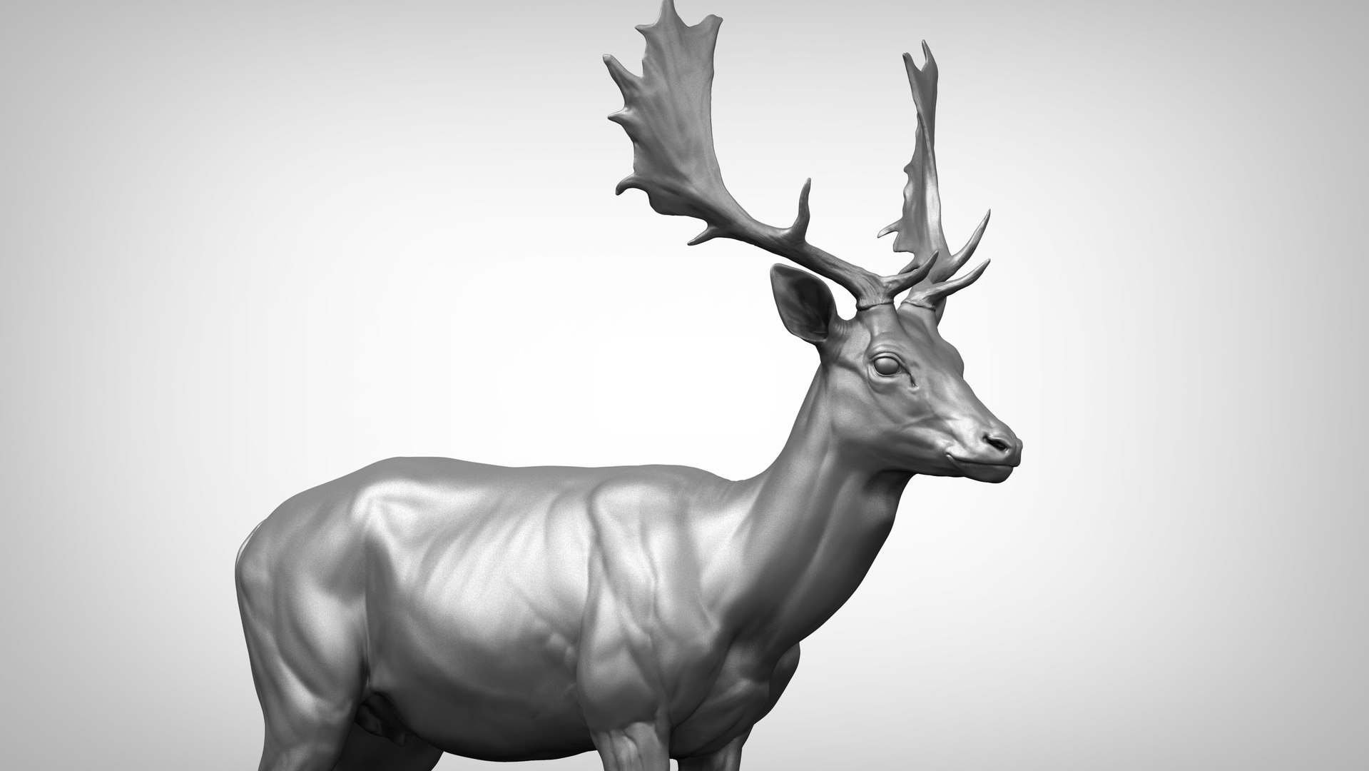 3D Model Fallow Deer Dama Dama Zbrush Sculpture Digital - TurboSquid ...