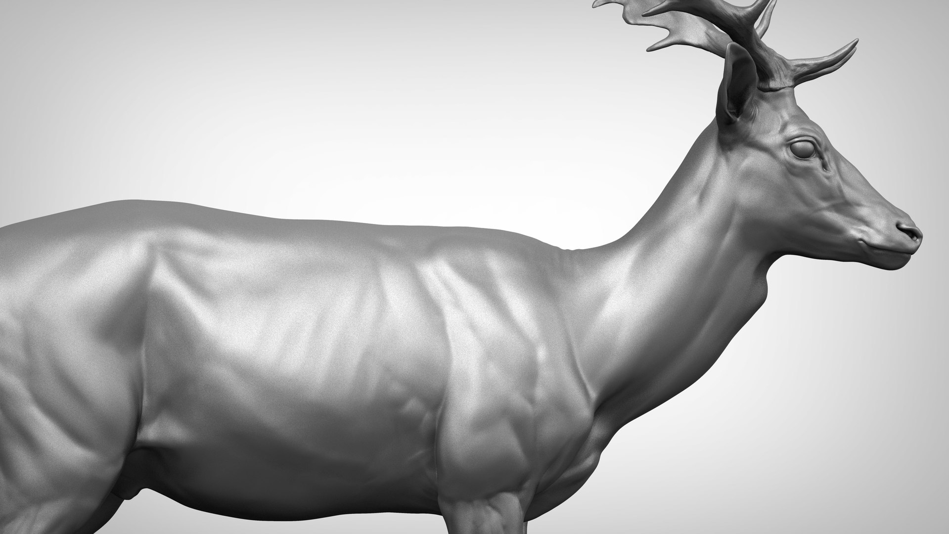 3D Model Fallow Deer Dama Dama Zbrush Sculpture Digital - TurboSquid ...