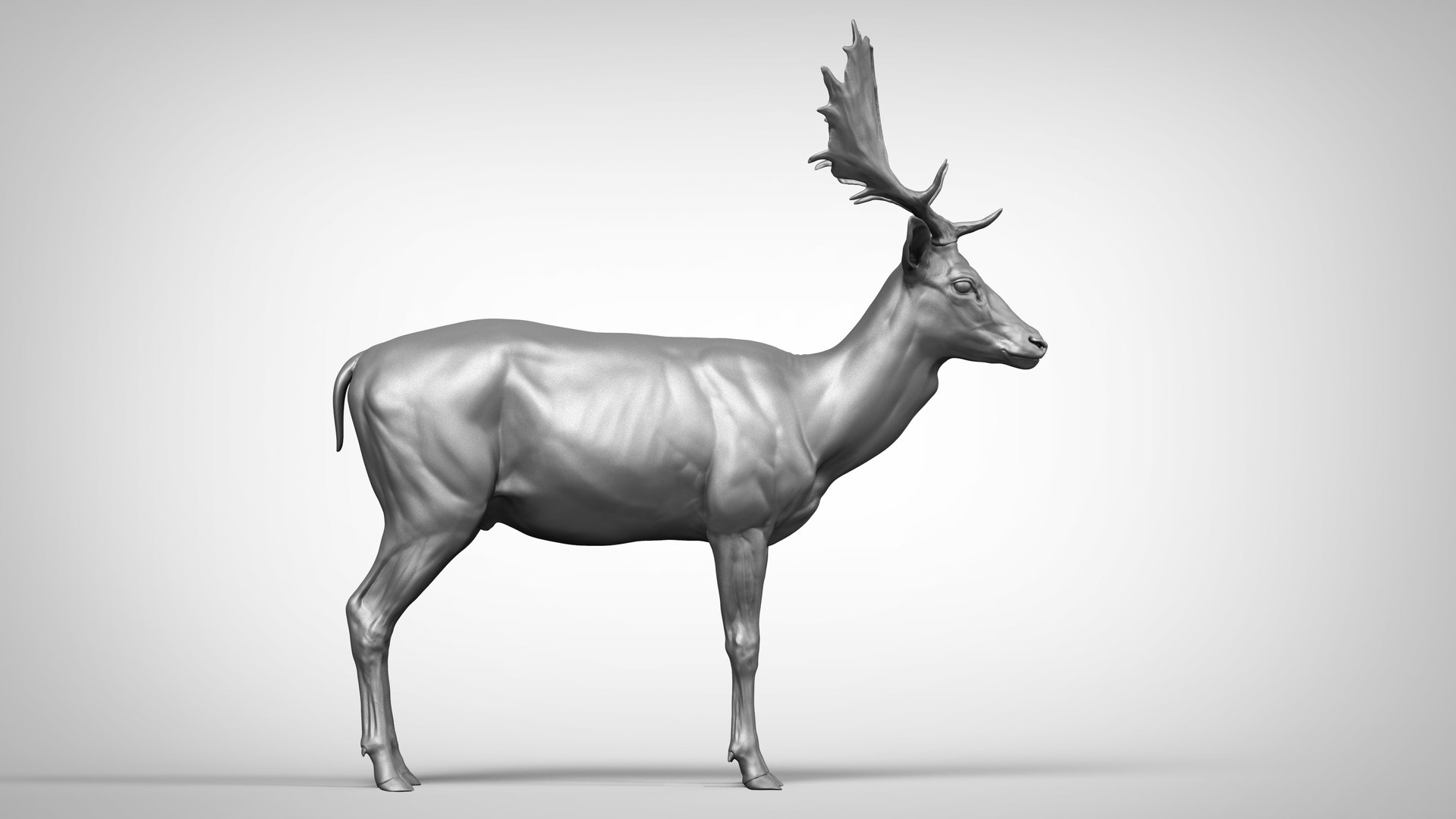 3D Model Fallow Deer Dama Dama Zbrush Sculpture Digital - TurboSquid ...