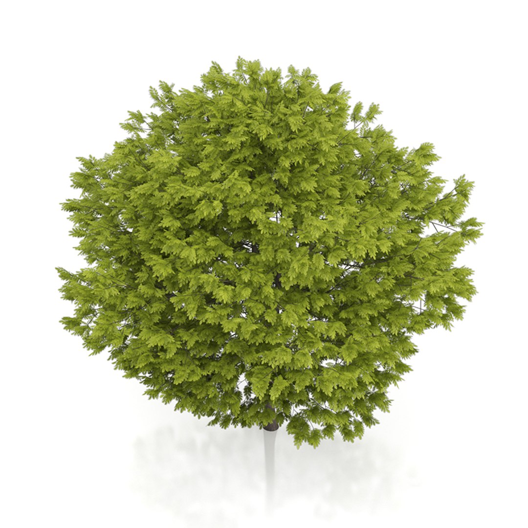3d Honey Locust Tree Gleditsia