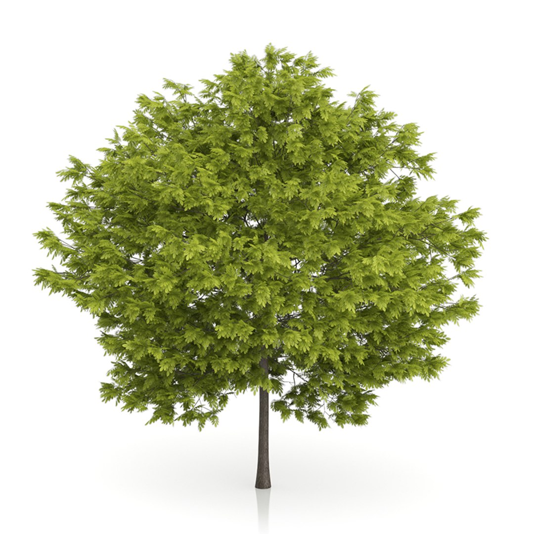 3d Honey Locust Tree Gleditsia