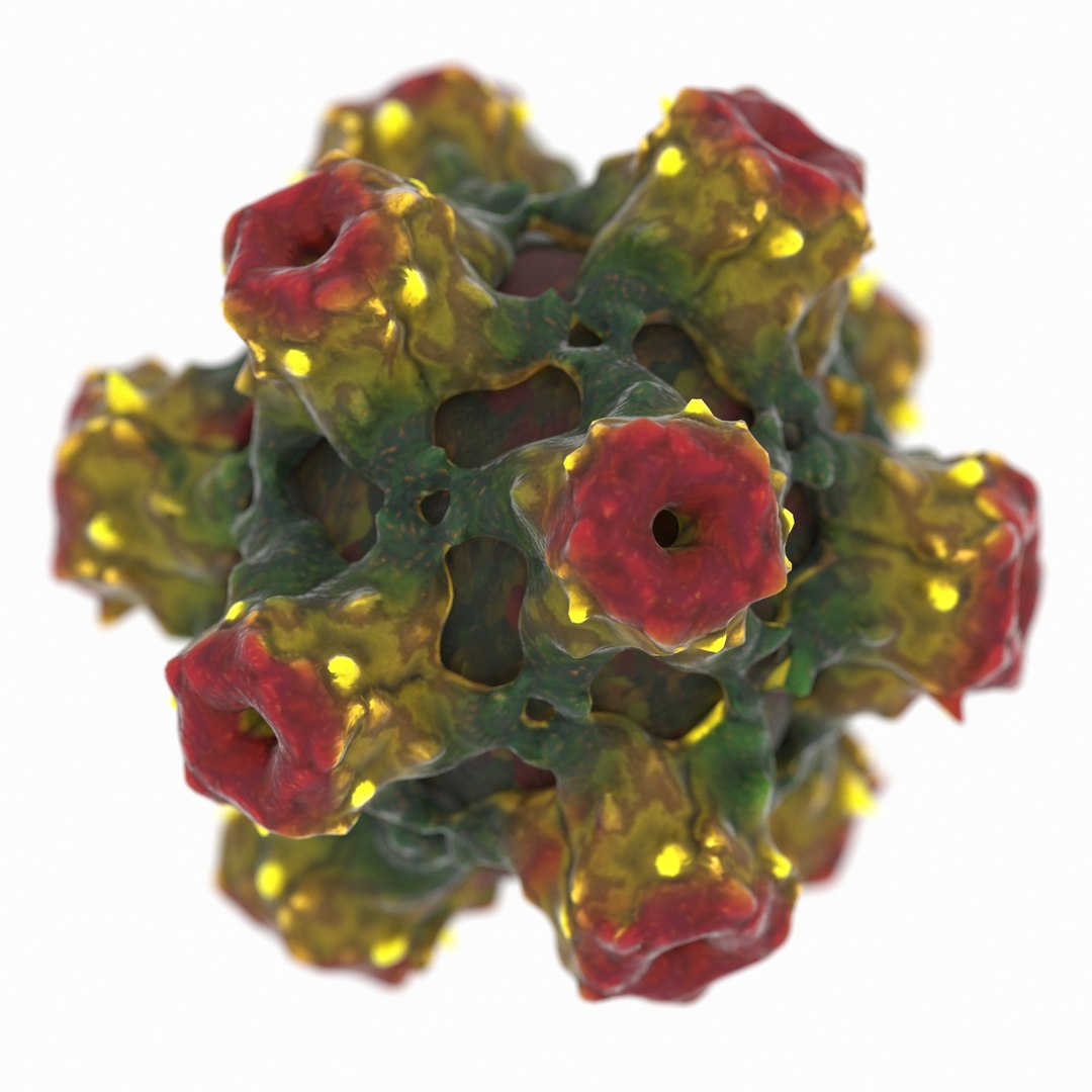3D Biological Human Papillomavirus Hpv - TurboSquid 1473876