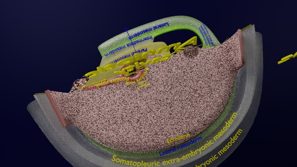 modelo 3d Embrión trilaminar humano 3 Semanas - TurboSquid 2141675